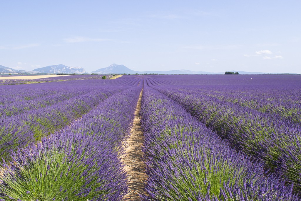 Lavanda – como entender, identificar, cuidar e seus beneficios