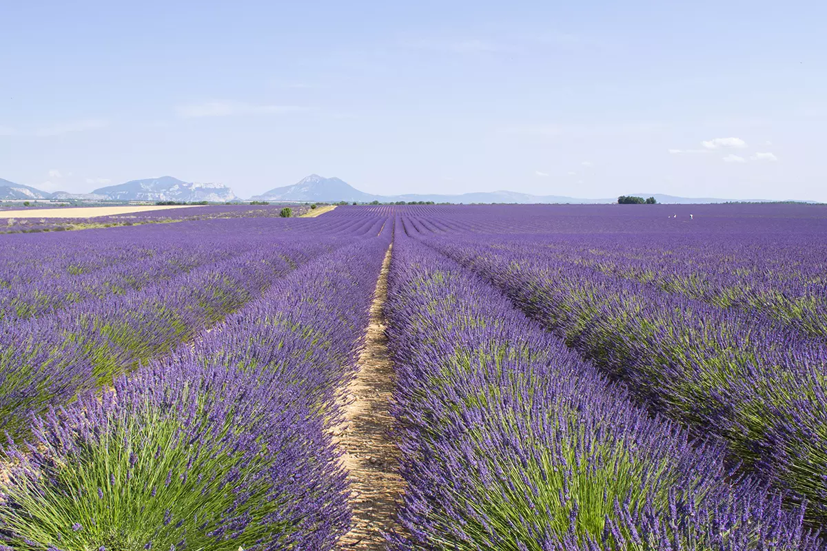 Lavanda – como entender, identificar, cuidar e seus beneficios ...