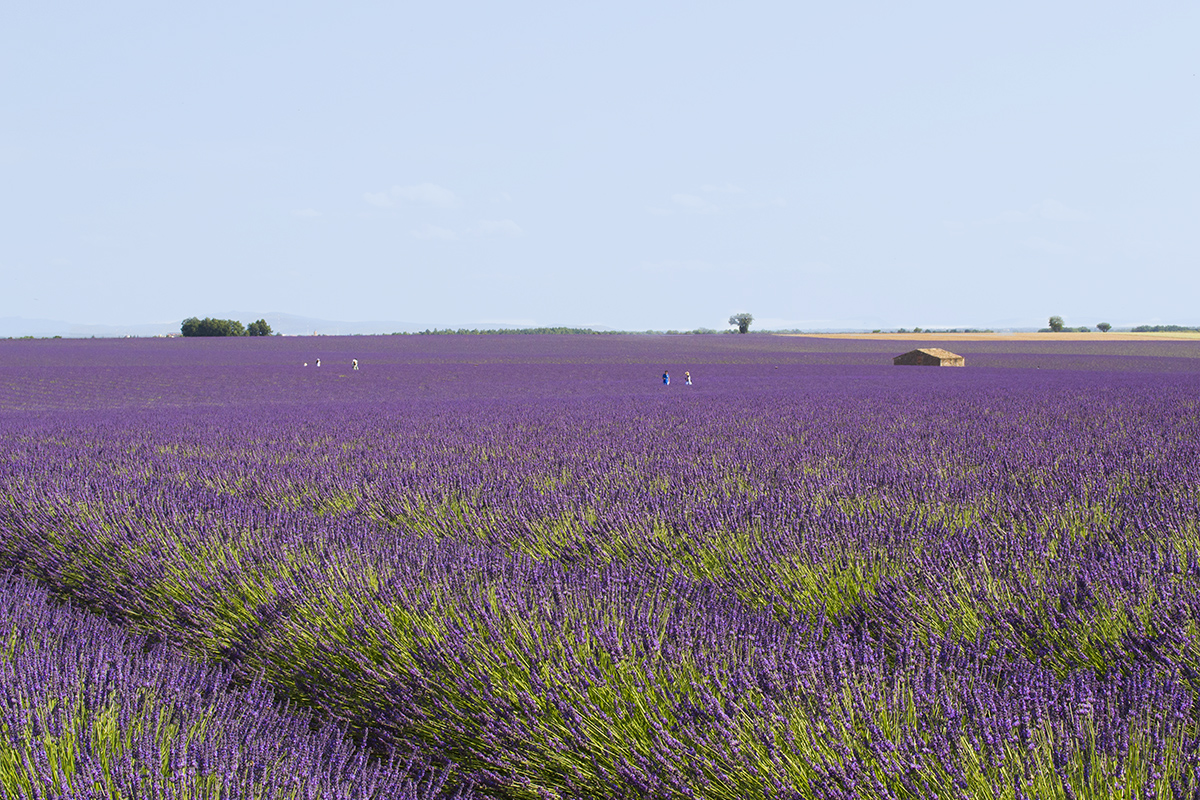 Lavanda – como entender, identificar, cuidar e seus beneficios